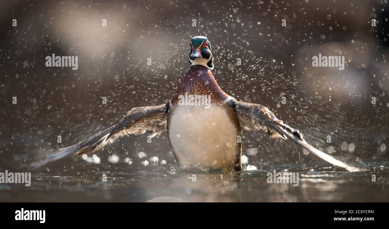 Wood Duck Portrait Stock Photo - Alamy