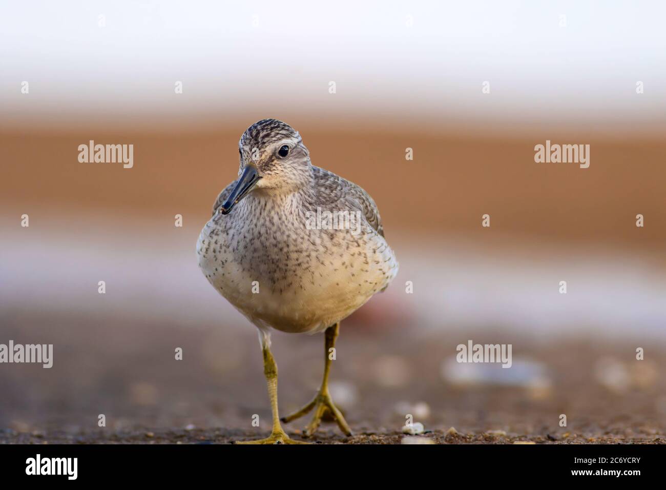 Water bird. Colorful nature background. Bird: Red Knot. Calidris ...