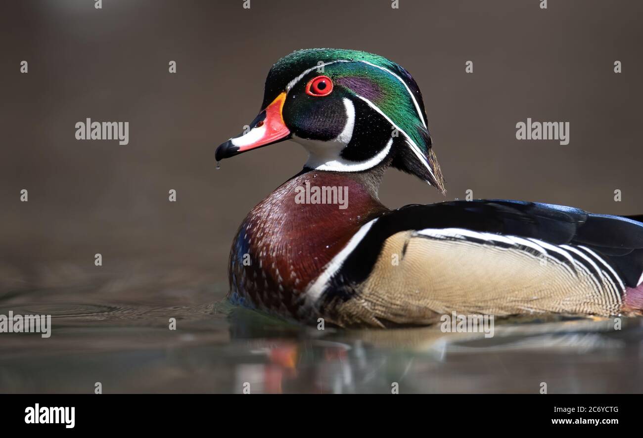 Wood Duck Portrait Stock Photo - Alamy