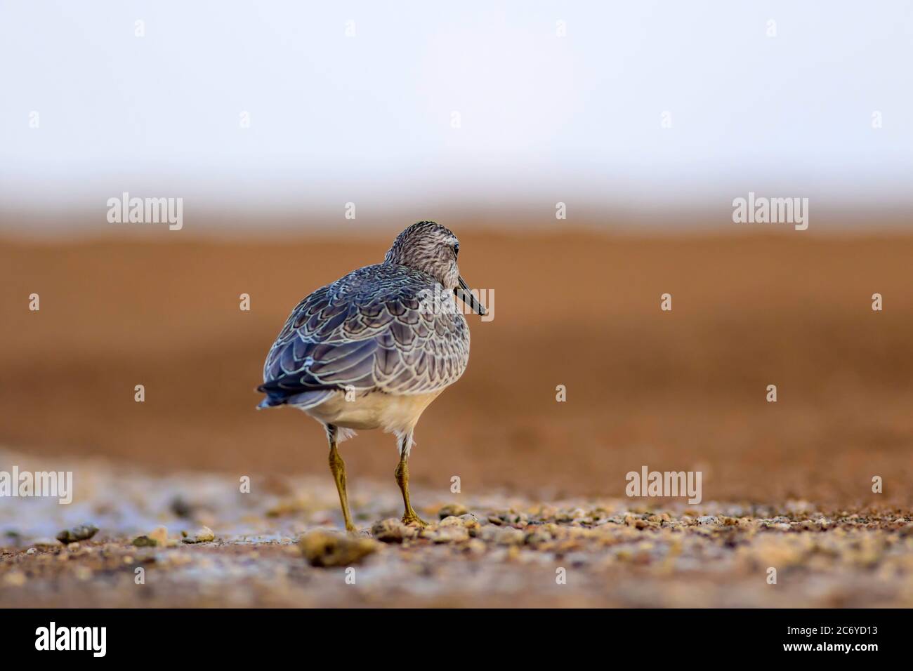 Water bird. Colorful nature background. Bird: Red Knot. Calidris ...