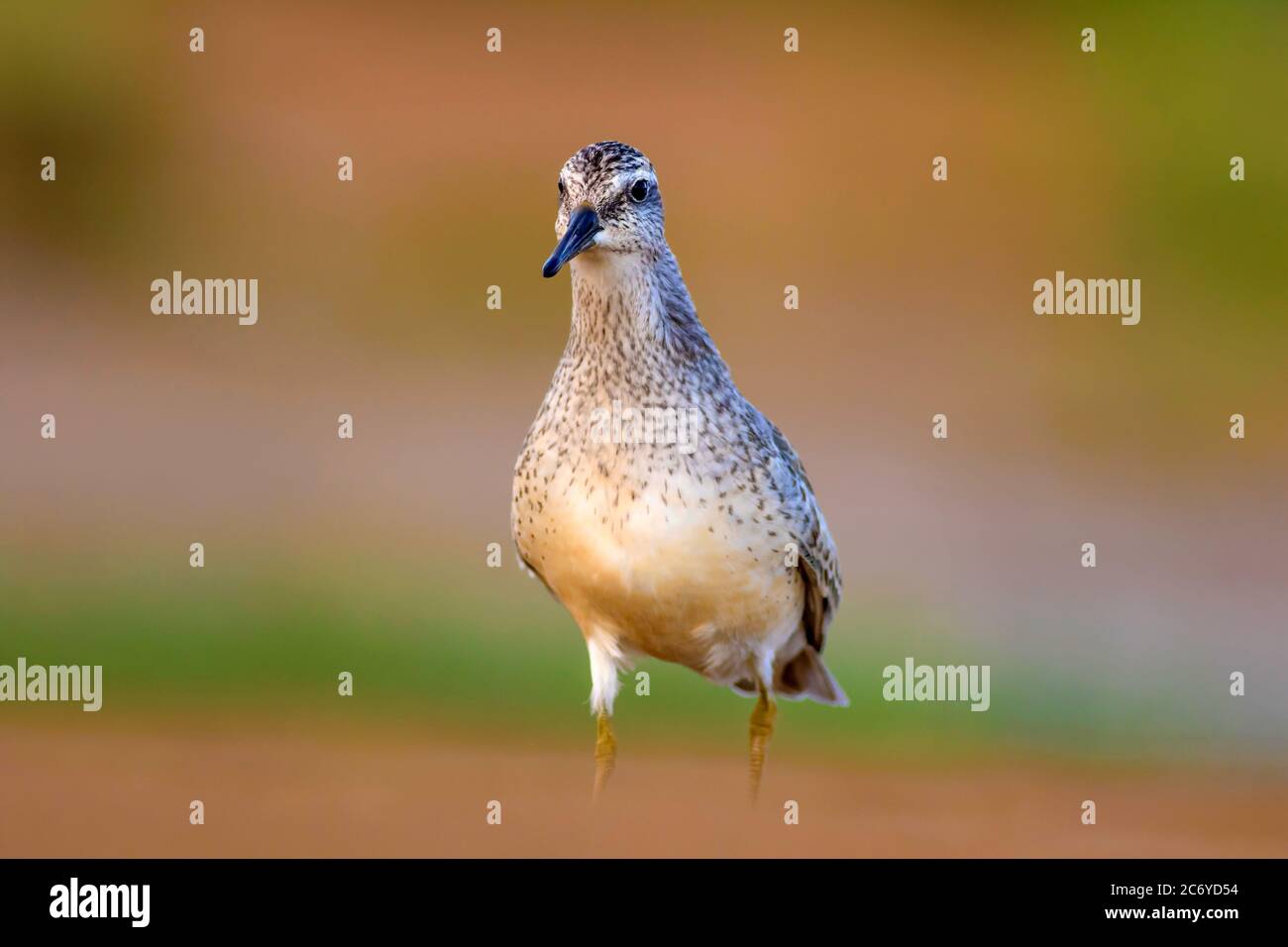 Water bird. Colorful nature background. Bird: Red Knot. Calidris ...