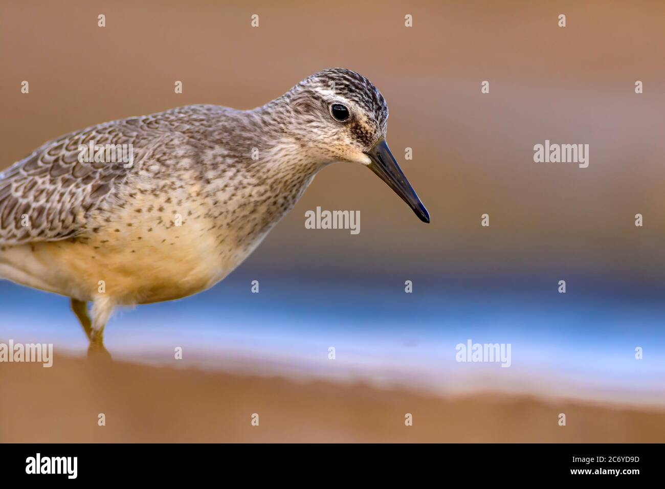 Water bird. Colorful nature background. Bird: Red Knot. Calidris ...