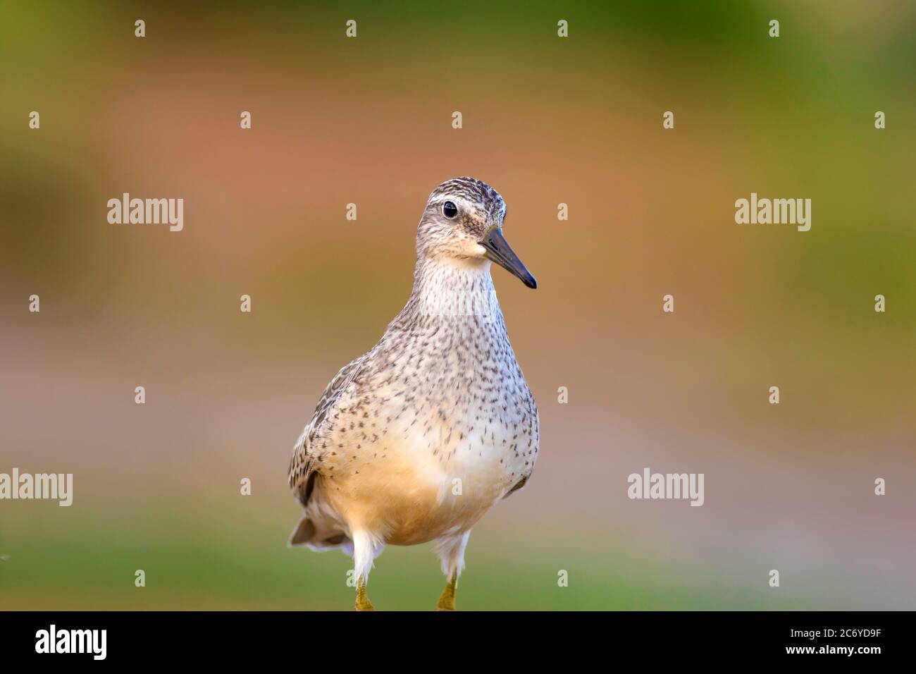 Water bird. Colorful nature background. Bird: Red Knot. Calidris ...