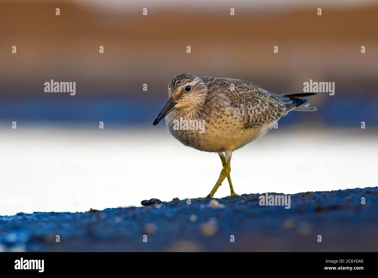 Water bird. Colorful nature background. Bird: Red Knot. Calidris ...