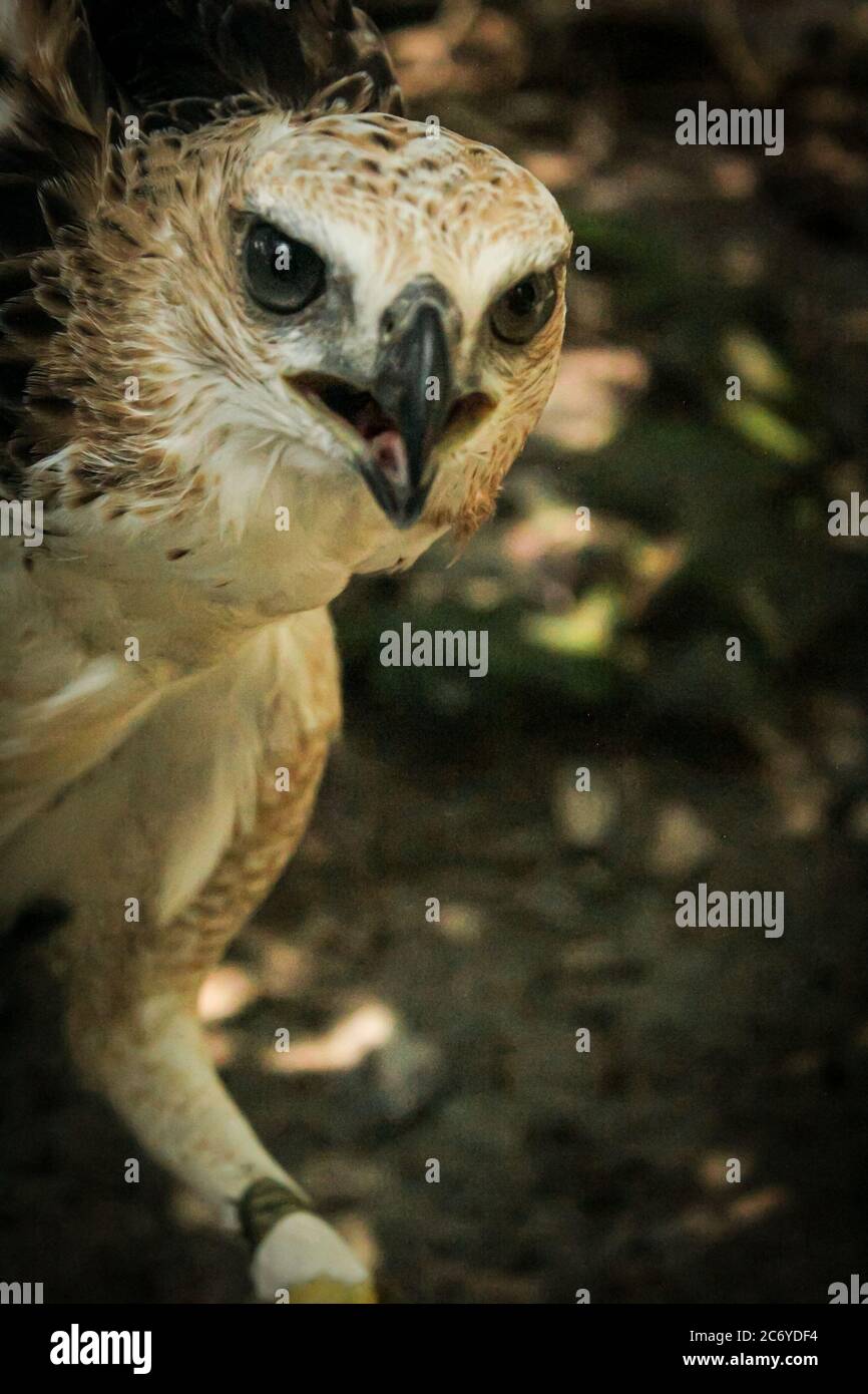 Asian dangerous hunter, hawk Stock Photo - Alamy