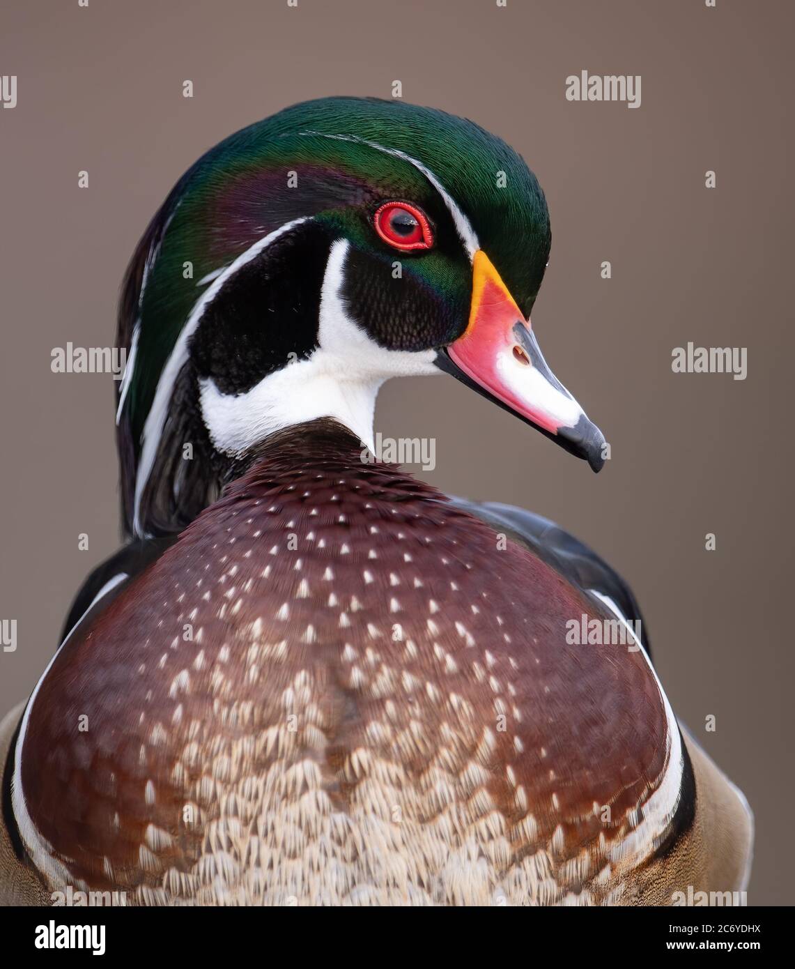 Wood Duck Portrait Stock Photo - Alamy