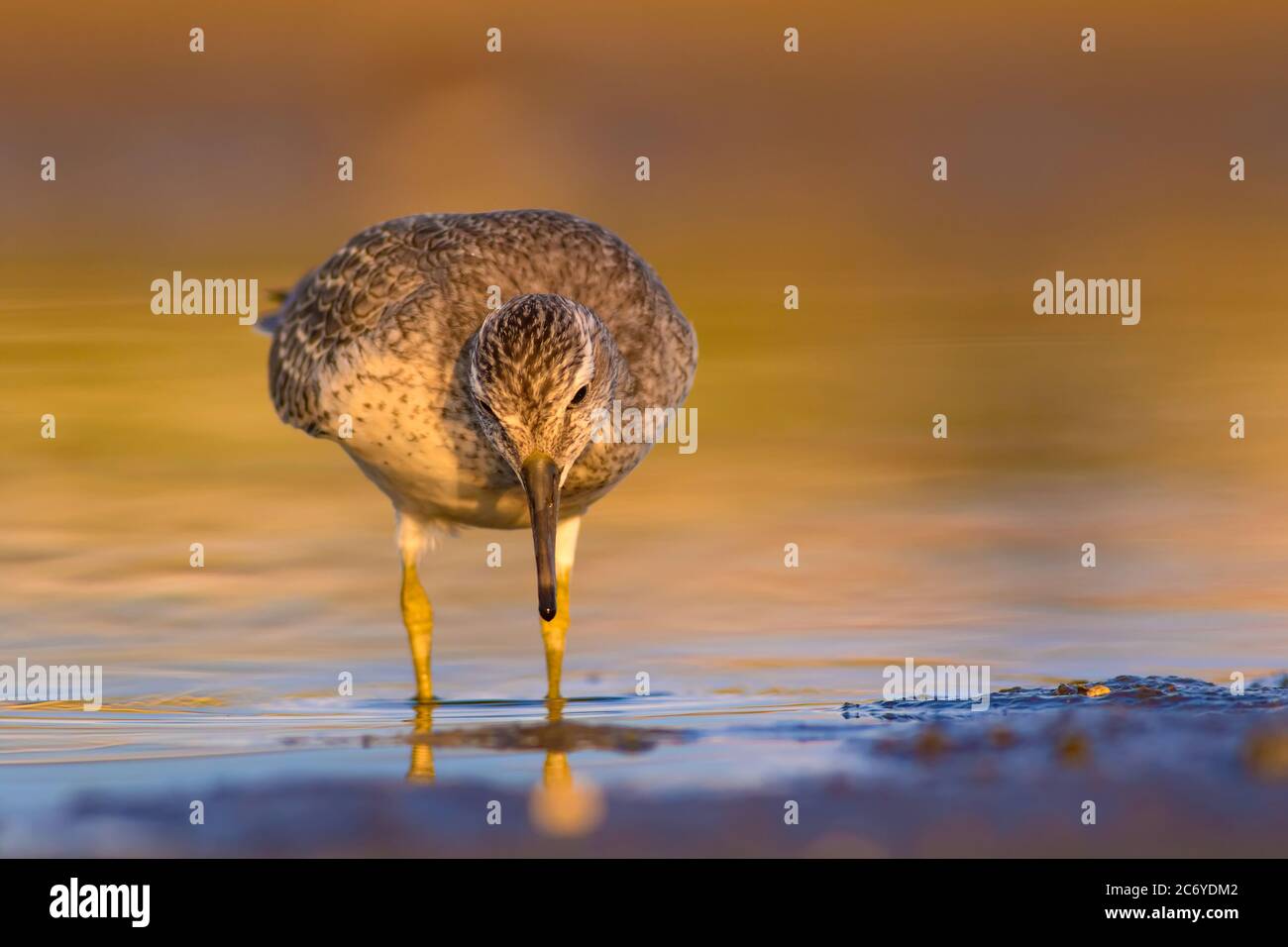 Water bird. Colorful nature background. Bird: Red Knot. Calidris ...