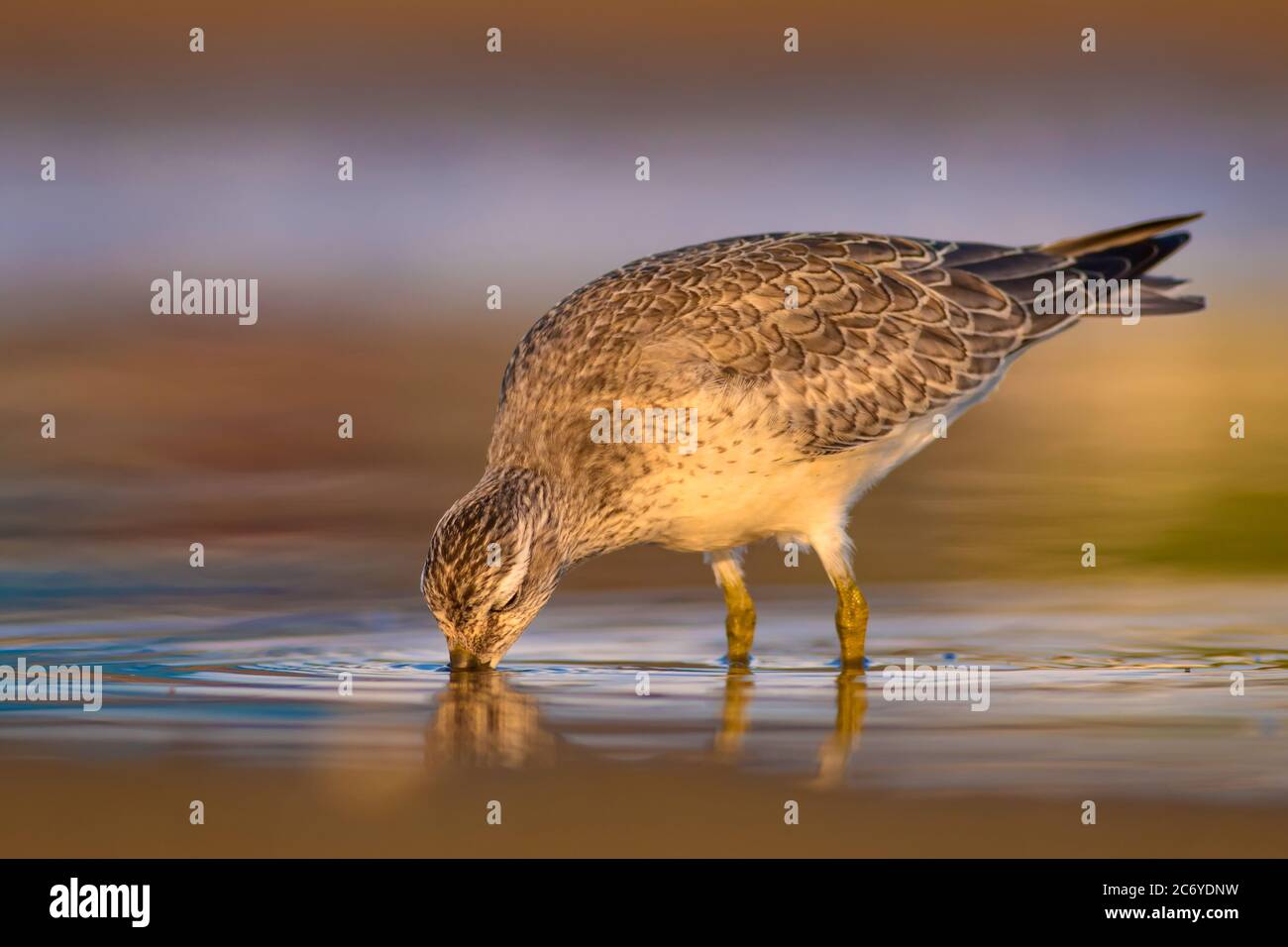 Water bird. Colorful nature background. Bird: Red Knot. Calidris ...