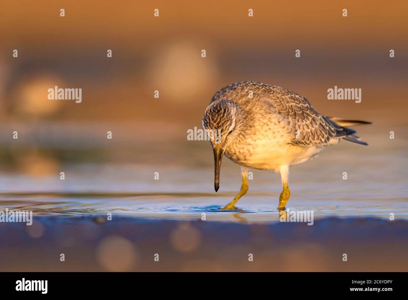 Water bird. Colorful nature background. Bird: Red Knot. Calidris ...