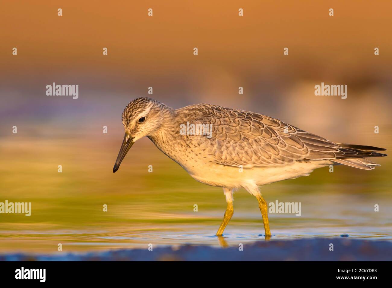 Water bird. Colorful nature background. Bird: Red Knot. Calidris ...