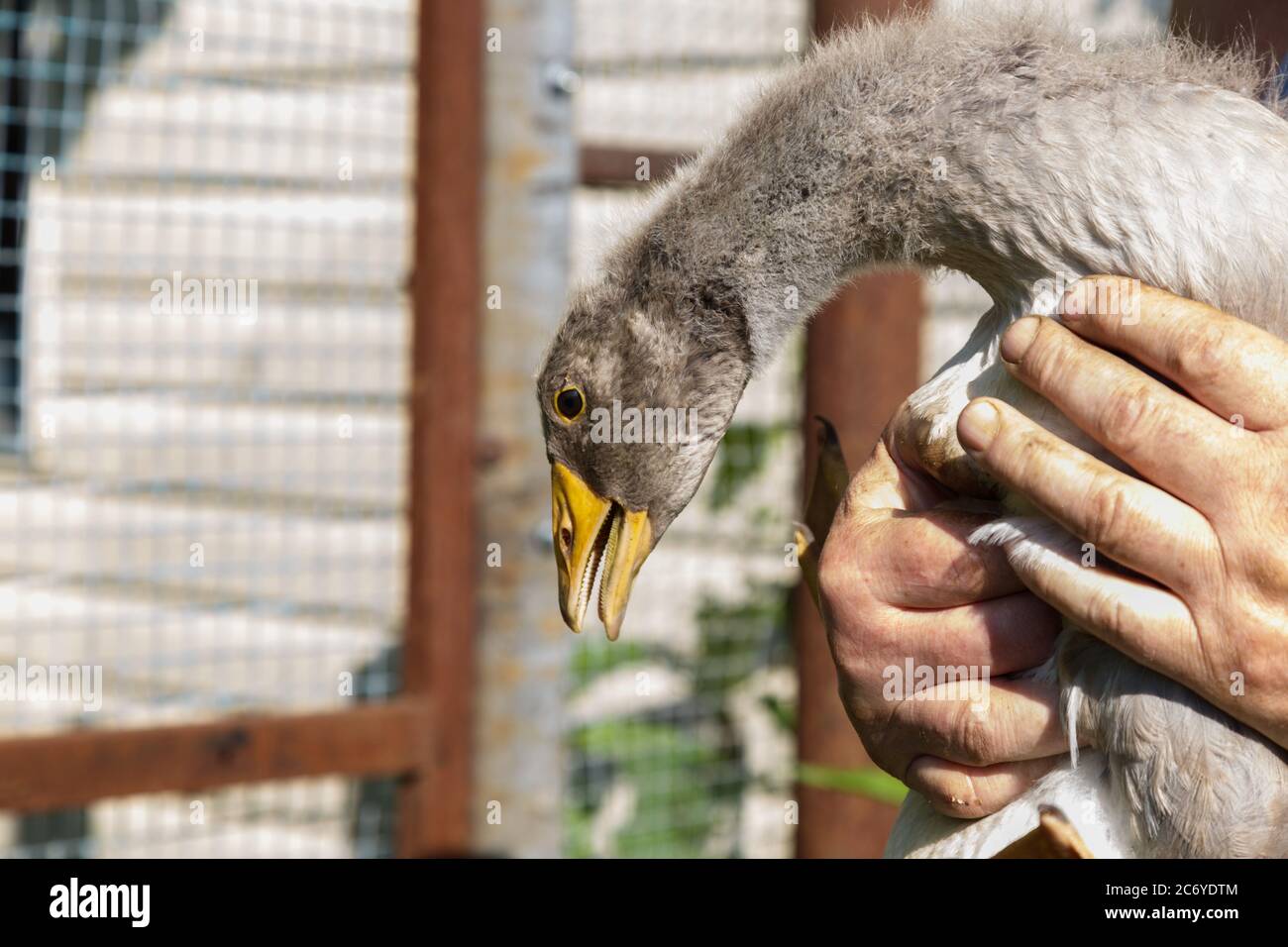 senior man and his cute gray goose on the hands Stock Photo - Alamy