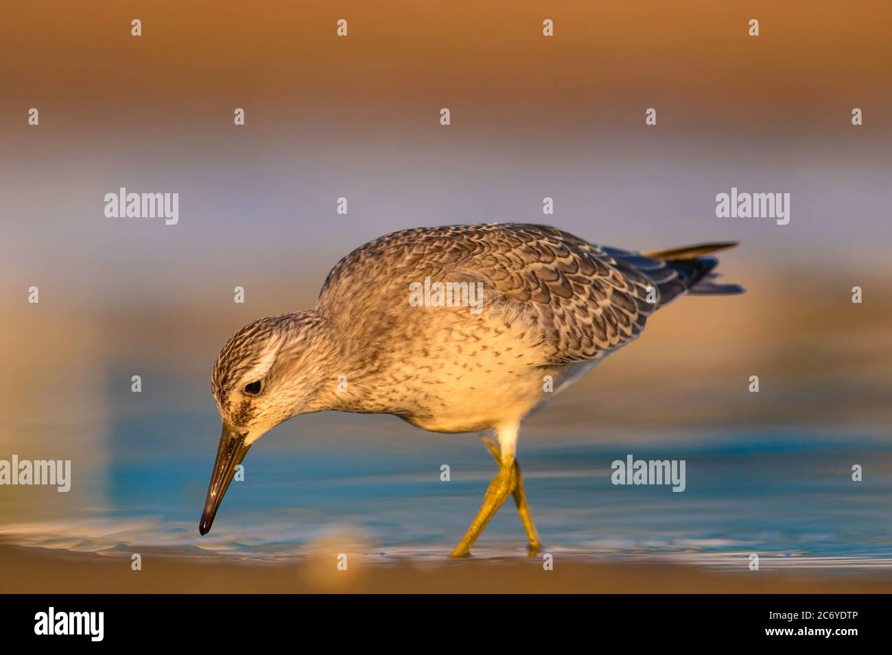 Water bird. Colorful nature background. Bird: Red Knot. Calidris ...