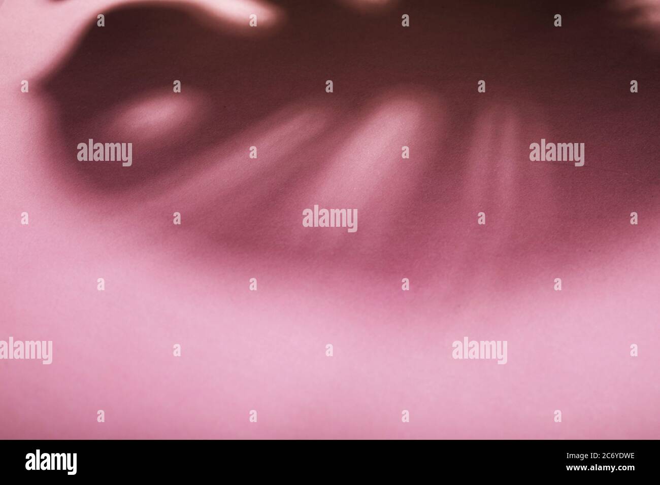 Shadow from tropical leaves of Monstera on a pink background. Flat lay ...