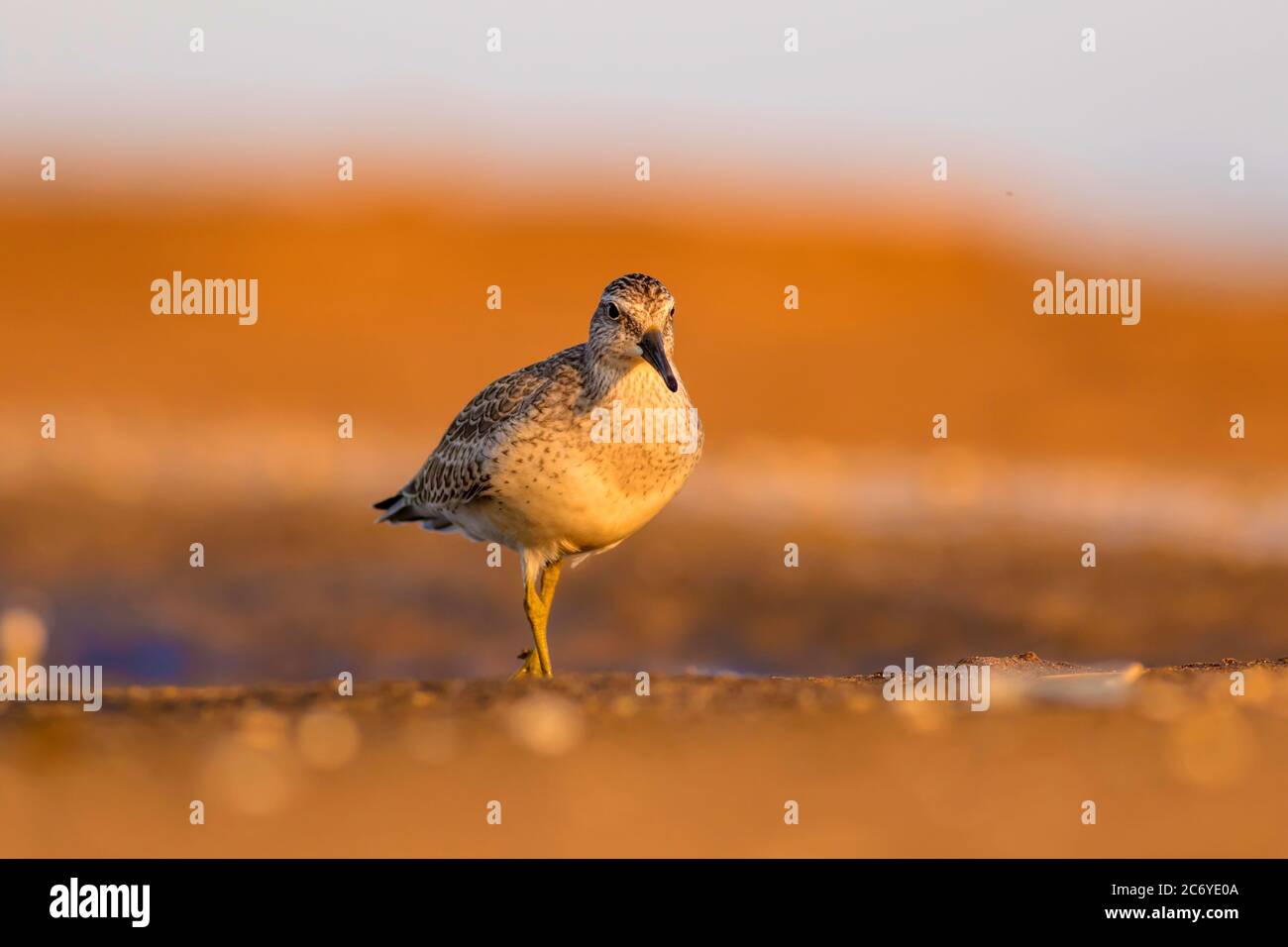 Water bird. Colorful nature background. Bird: Red Knot. Calidris ...