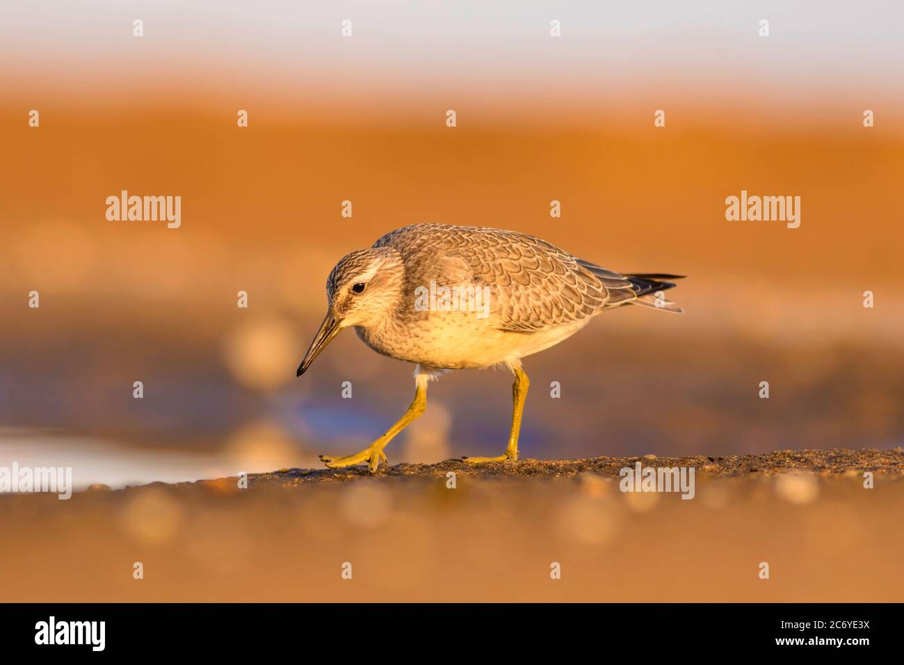 Water bird. Colorful nature background. Bird: Red Knot. Calidris ...