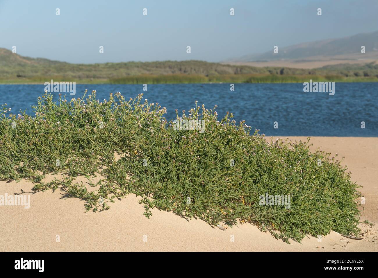 Beautiful landscape. Sand dunes on the beach and Sea Rocket flowers in ...