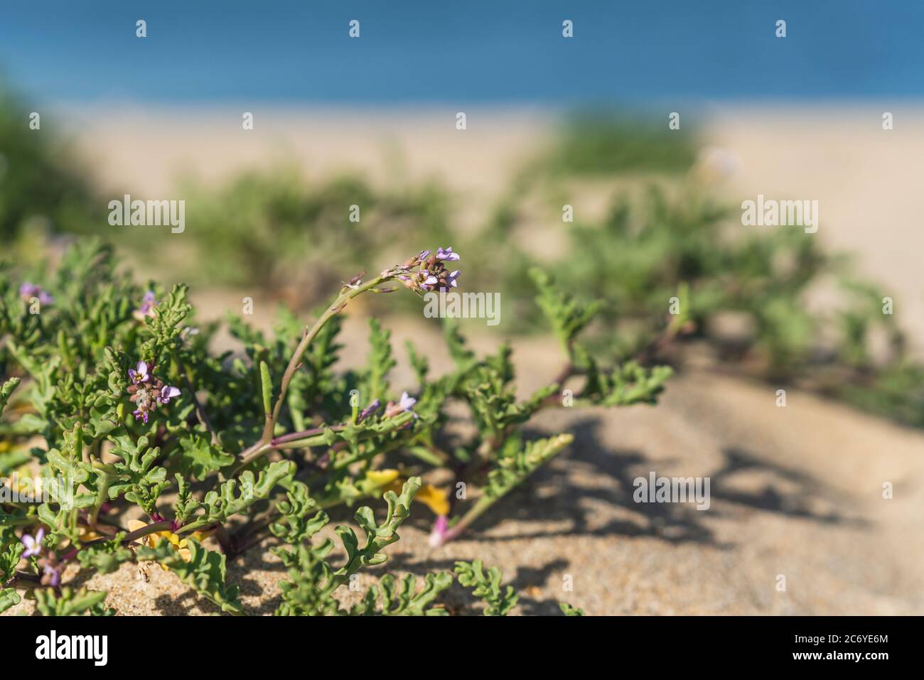 Sand dunes on the beach and Sea Rocket flowers in bloom, beautiful pink ...