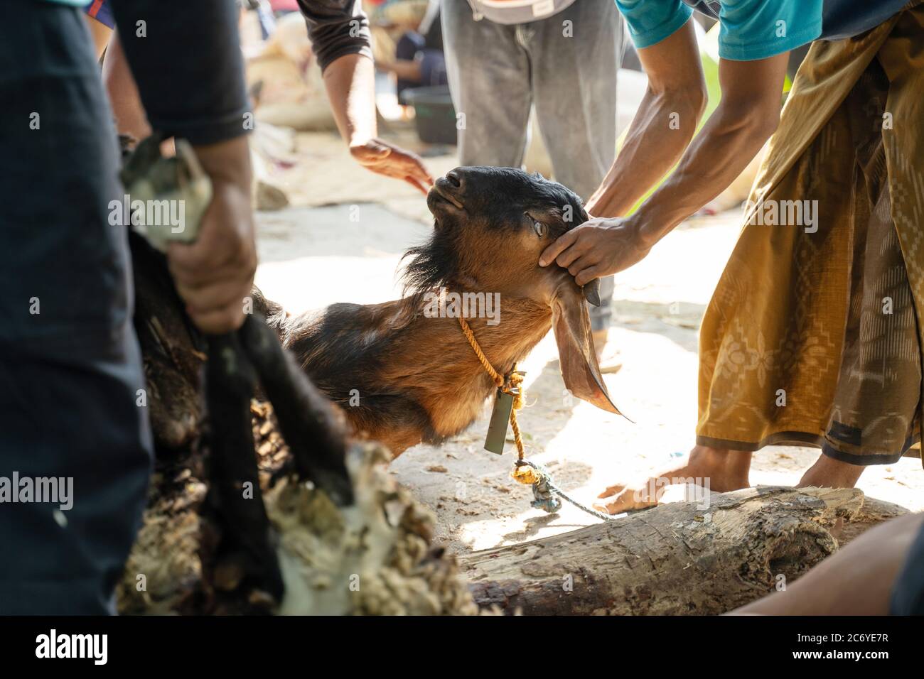 Being pulled by ropes hi-res stock photography and images - Alamy