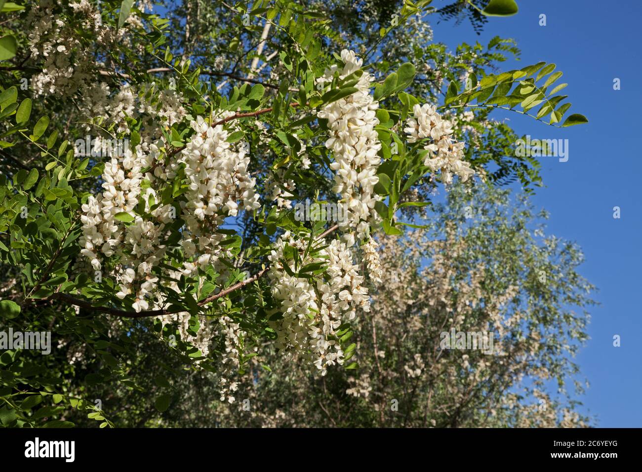 Robinia flowers hi-res stock photography and images - Alamy