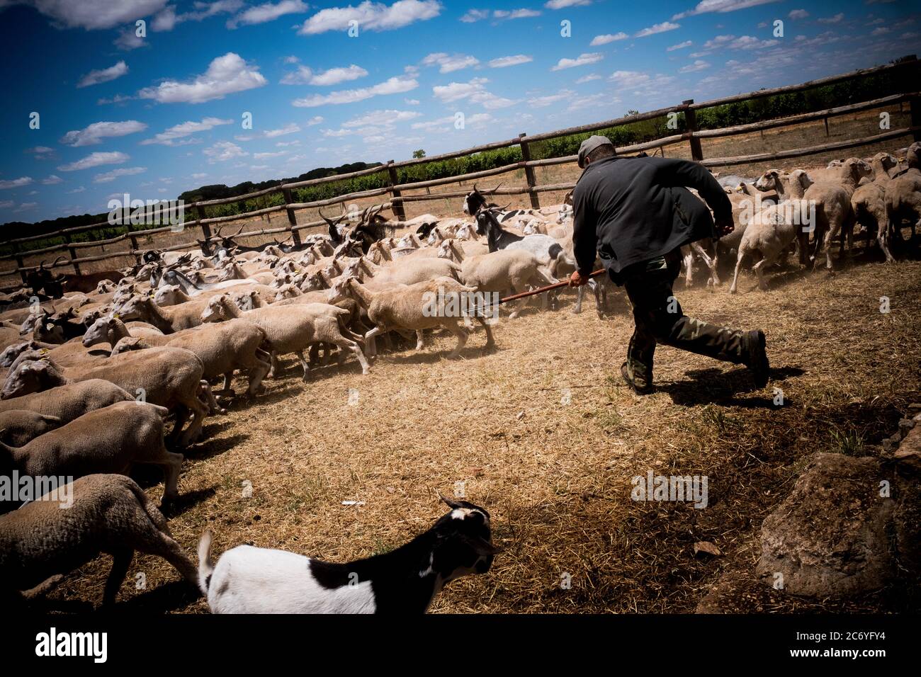 Shepherds Hook With Sheep