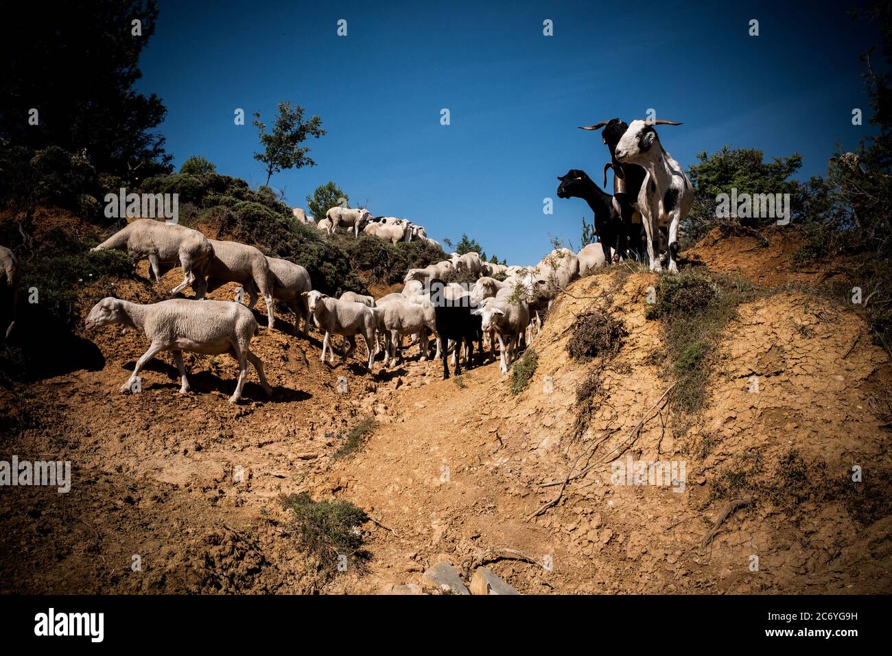 Historia de las ovejas hi-res stock photography and images - Alamy