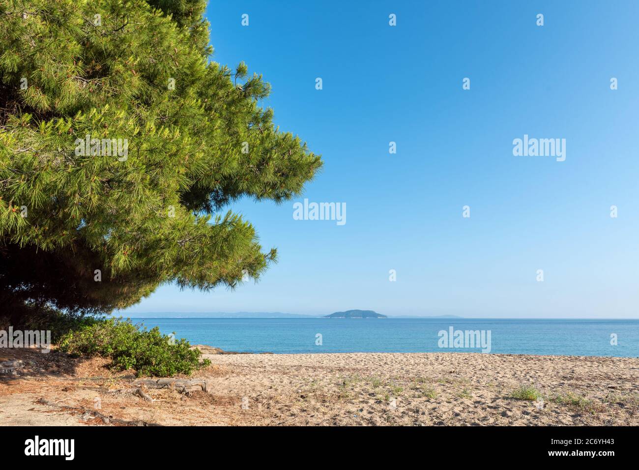 Pine tree tropical beach hi-res stock photography and images - Alamy