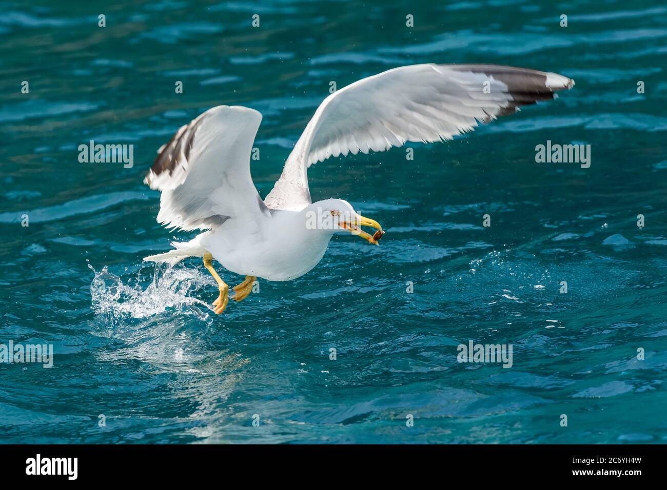 Seagull flying over water fish hi-res stock photography and images - Alamy