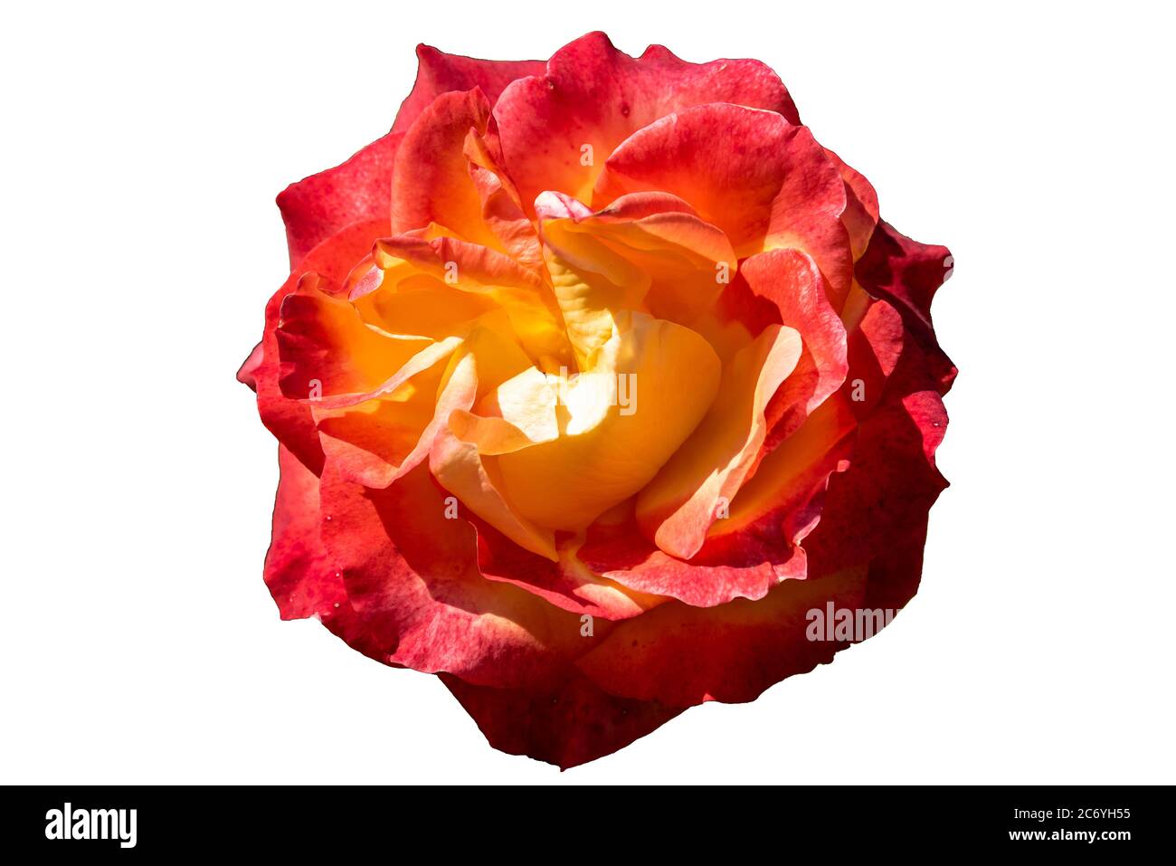 Beautiful bud of a blooming rose with red and yellow petals Isolated on ...