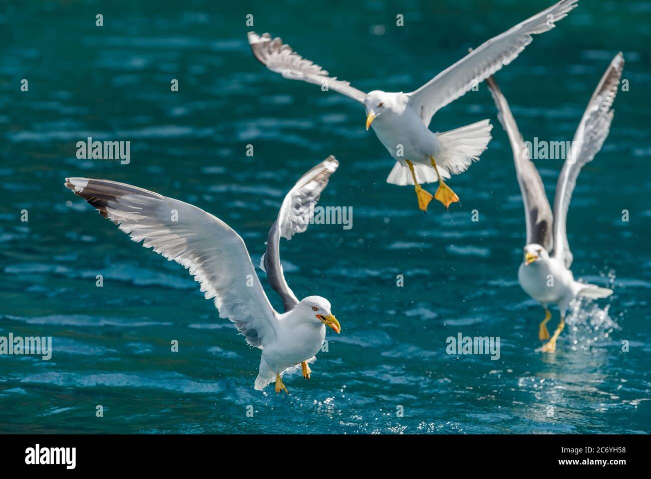 Flock seagulls flies over ocean hi-res stock photography and images - Alamy
