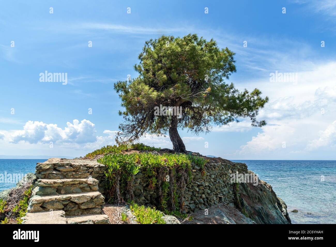 Lonely olive tree on the rock in the sea background Stock Photo - Alamy