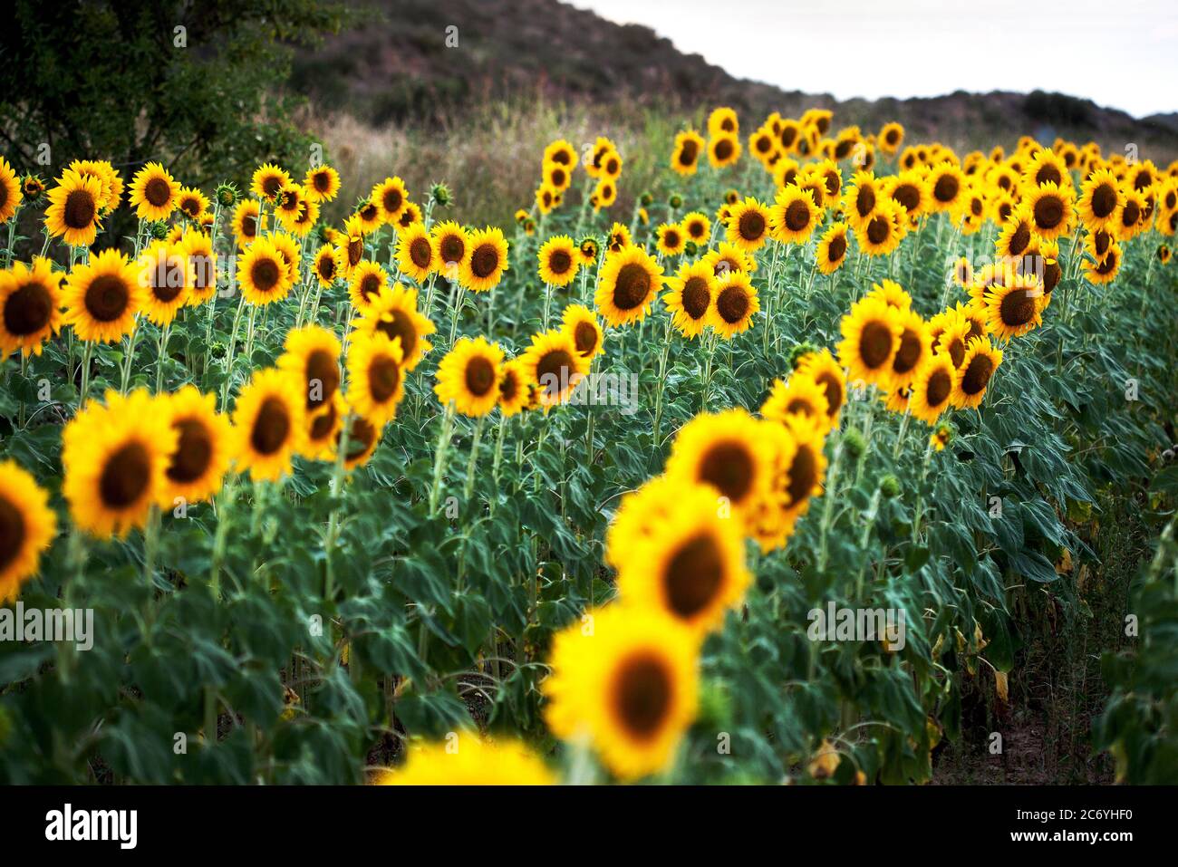 Dutch market sunflowers hi-res stock photography and images - Alamy