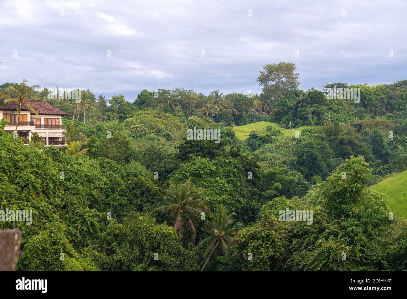 Lush jungle at Bali Stock Photo - Alamy