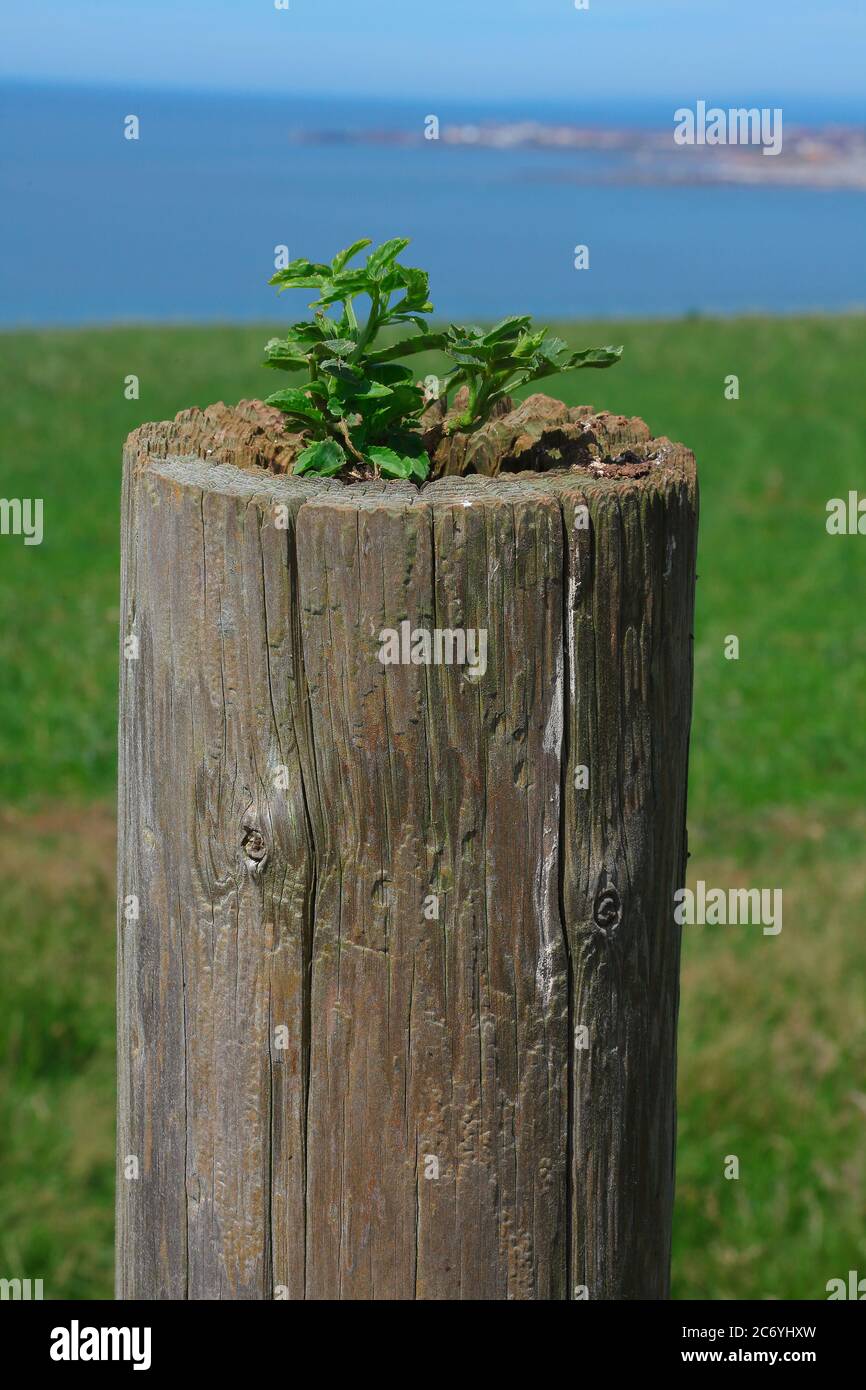 Rotten wooden pole hi-res stock photography and images - Alamy
