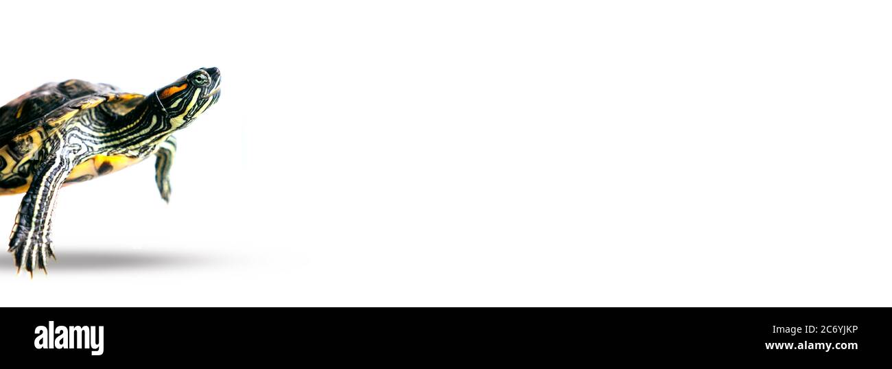 Pond slider isolated on the white background. Copy space. Web banner ...