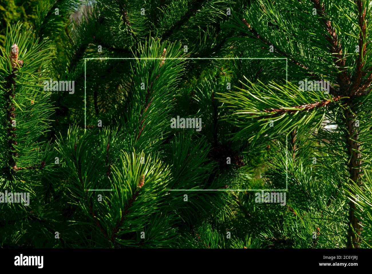 Green fir tree texture background with glowing frame in centre. Nature ...