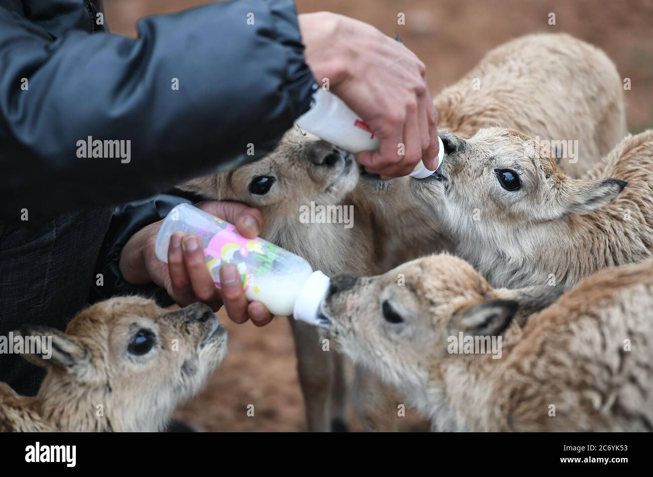 Tibetan antelope migration hi-res stock photography and images - Alamy