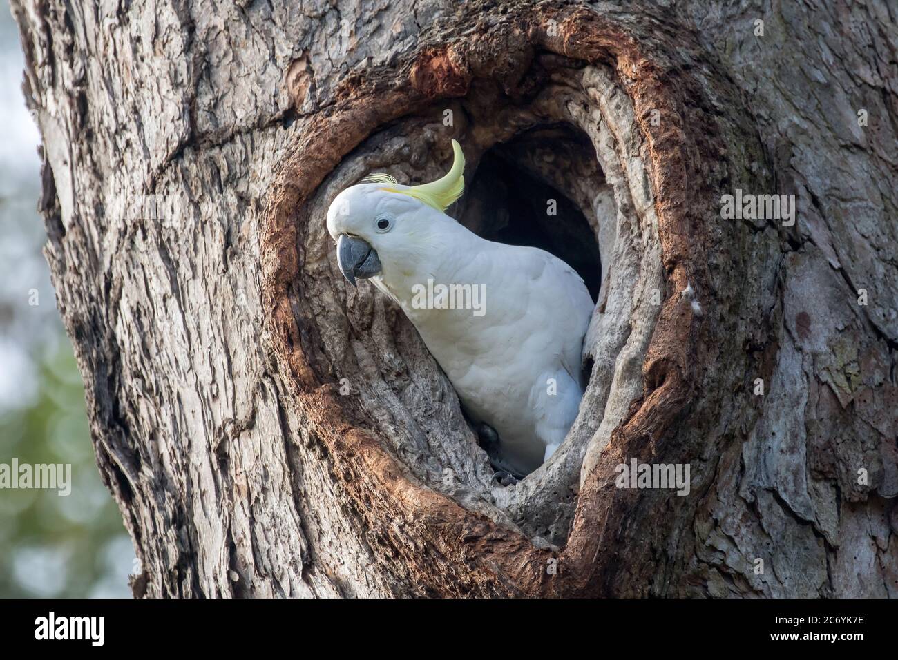 Sulphur-crested Cockatoo at nest hole Stock Photo - Alamy