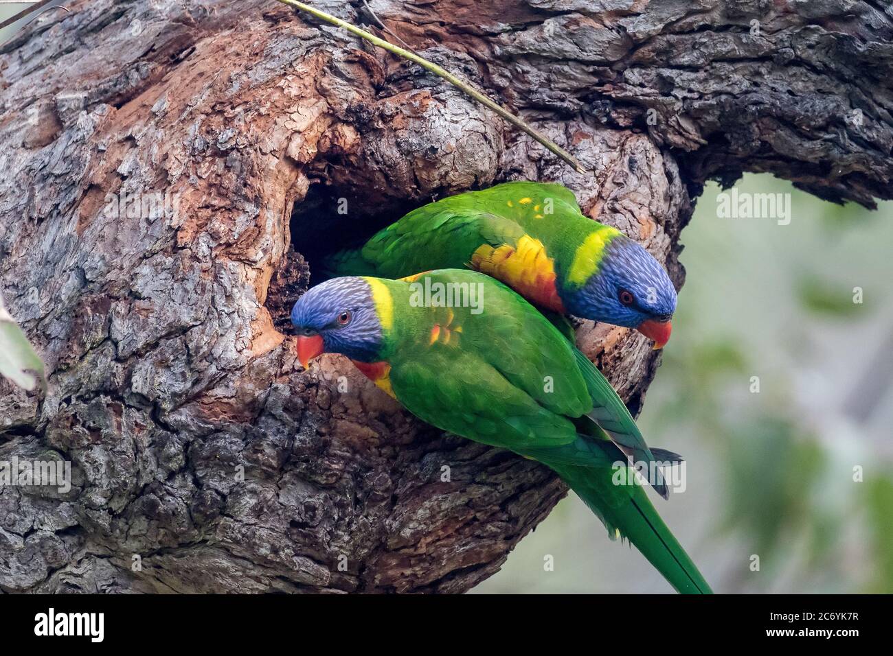 Rainbow Lorikeets perched at enterance to nest Stock Photo - Alamy
