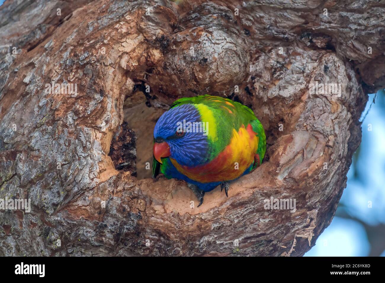 Rainbow lorikeet trichoglossus haematodus nesting hi-res stock ...