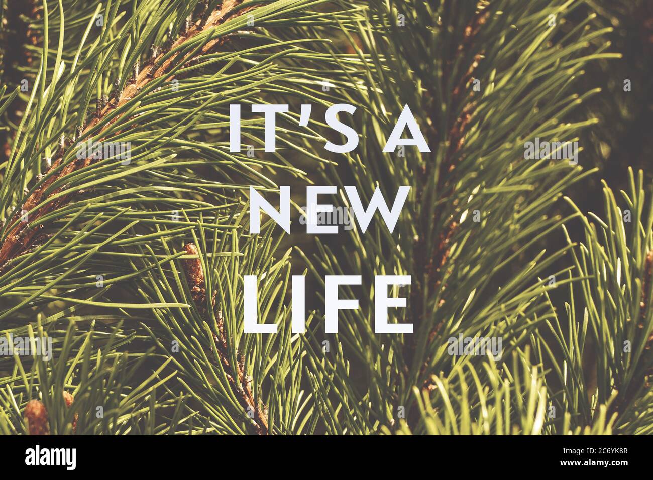 Quote layout design hi-res stock photography and images - Alamy