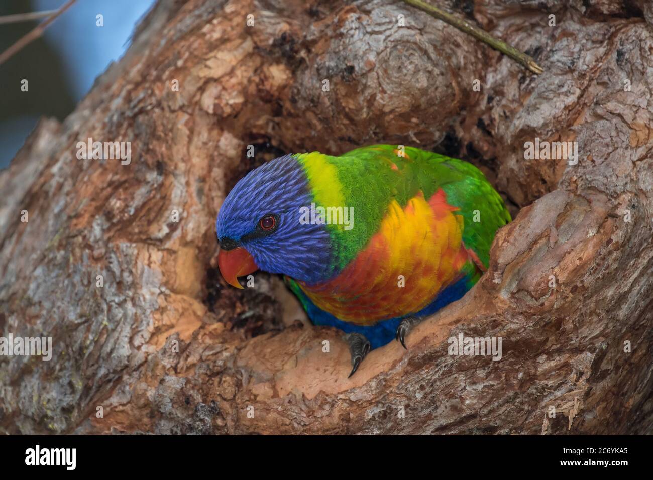 Rainbow lorikeet trichoglossus haematodus nesting hi-res stock ...