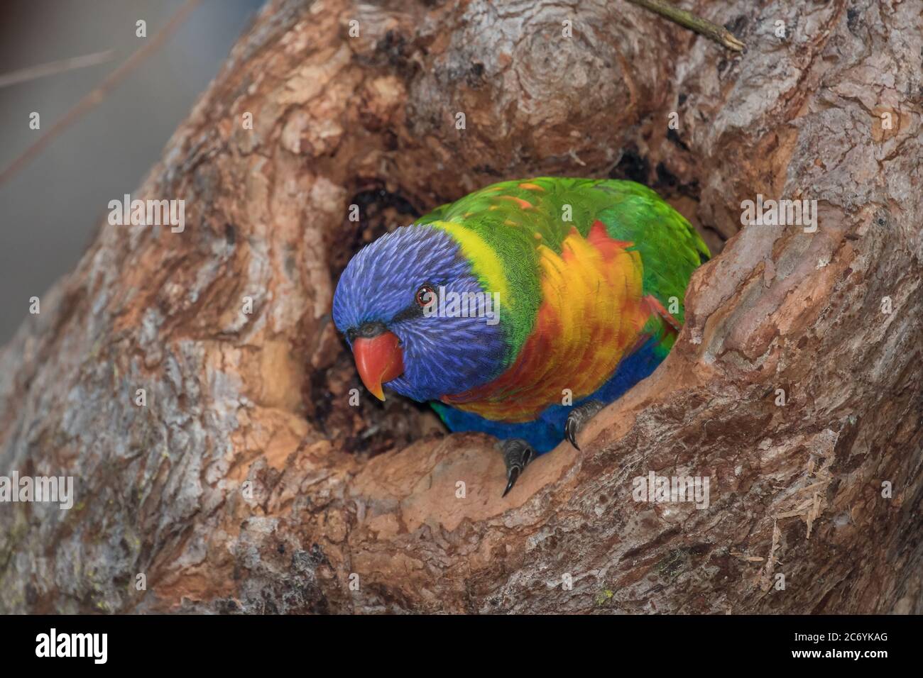 Rainbow lorikeet trichoglossus haematodus nesting hi-res stock ...