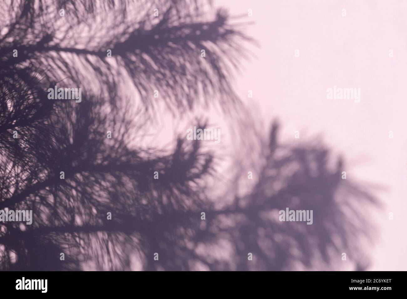 Abstract cedar pine shadow on pink background. Summer hipster concept ...