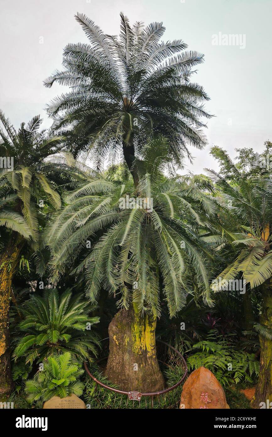 A 1370-year-old cycad tree is pictured at the Qingxiu Mountain Cycad ...