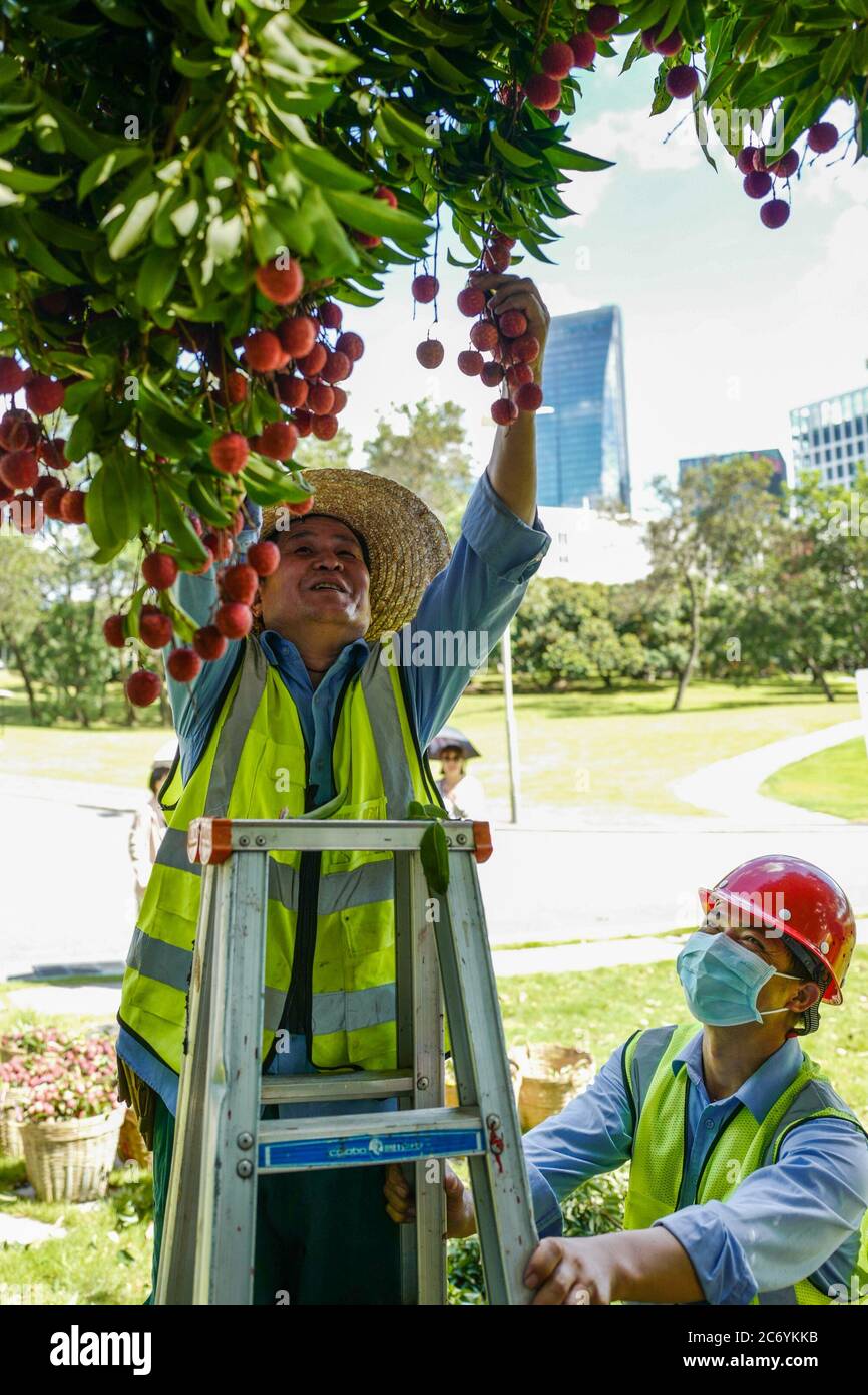People pick and collect lichee from the lichee tress growing at the ...