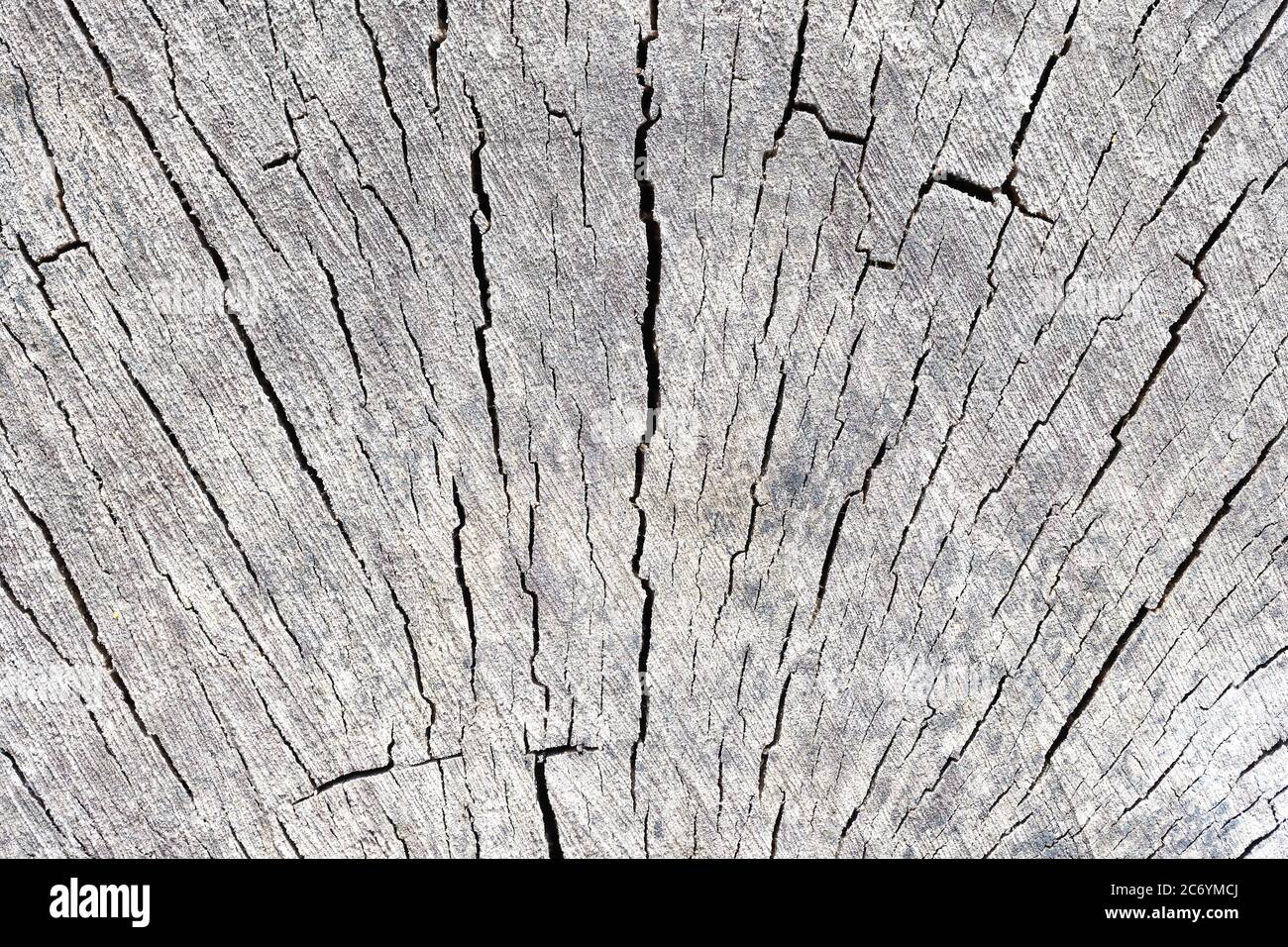 Cross section of tree trunk log showing growth rings with radial ...