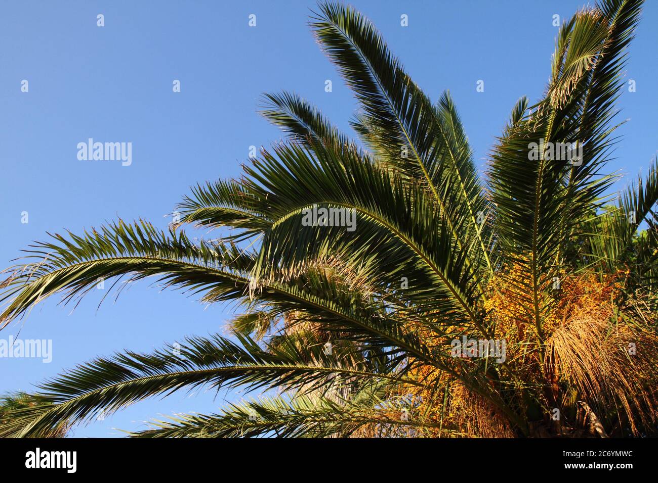 Date plam tree hi-res stock photography and images - Alamy