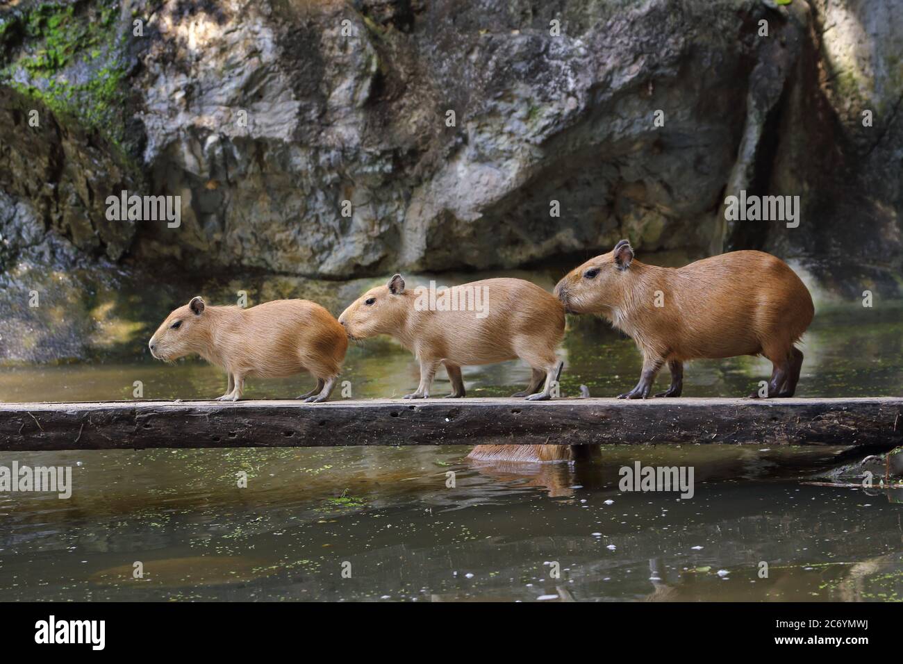 Cute capybara hi-res stock photography and images - Alamy