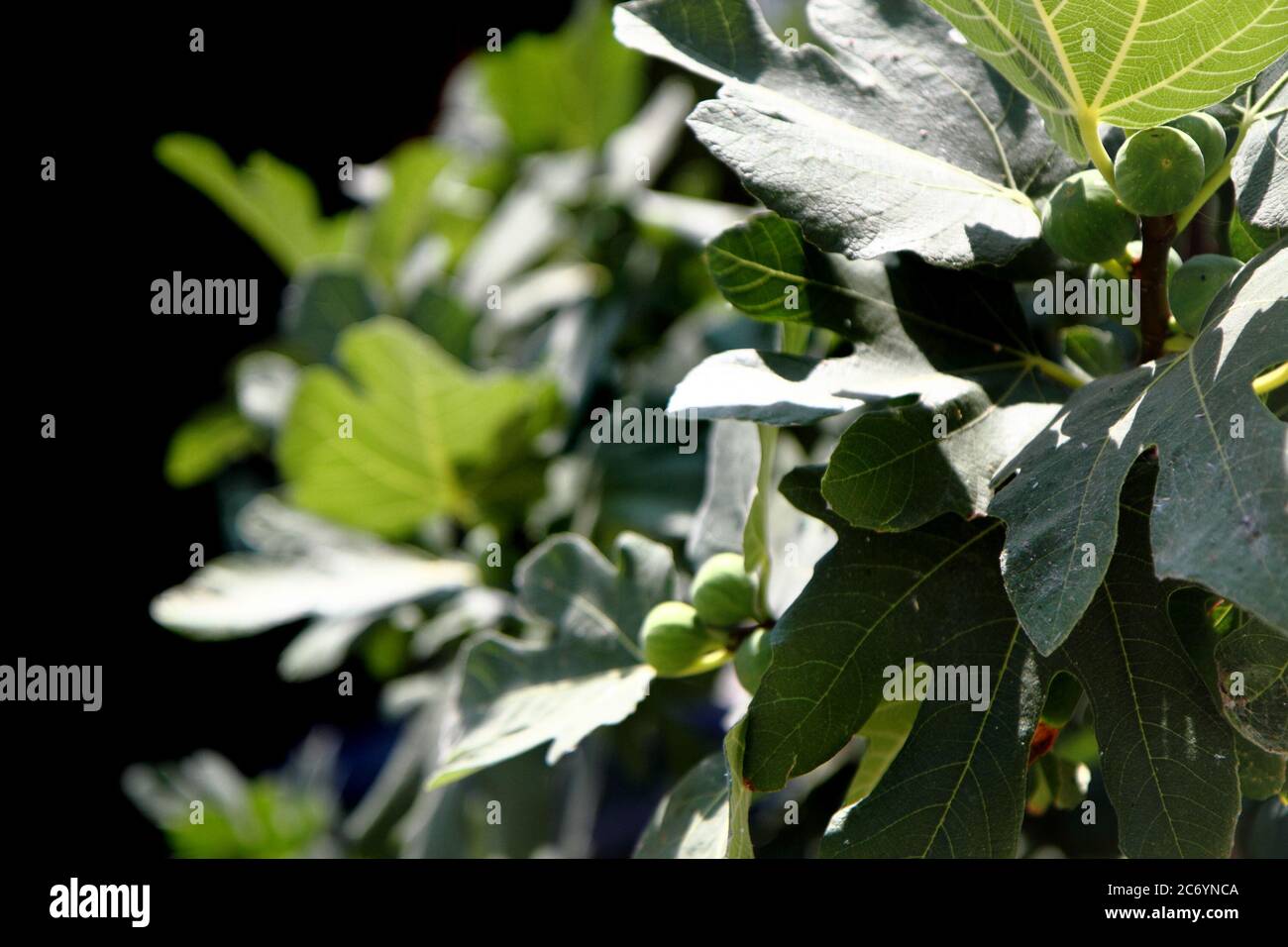 detail of fig tree as nice natural background Stock Photo - Alamy