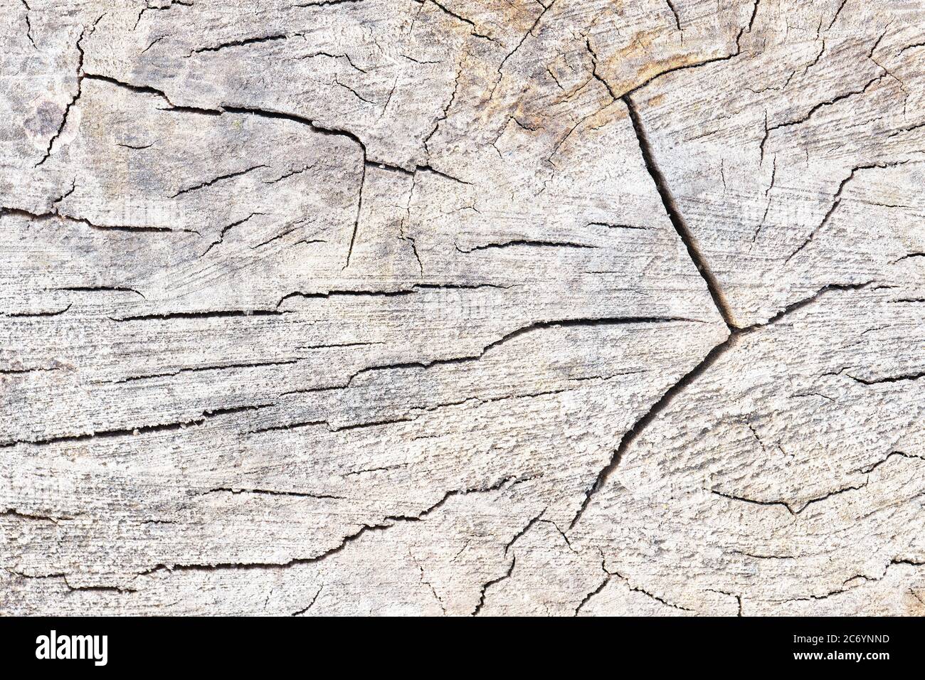 Cross section of tree trunk log showing growth rings with radial ...